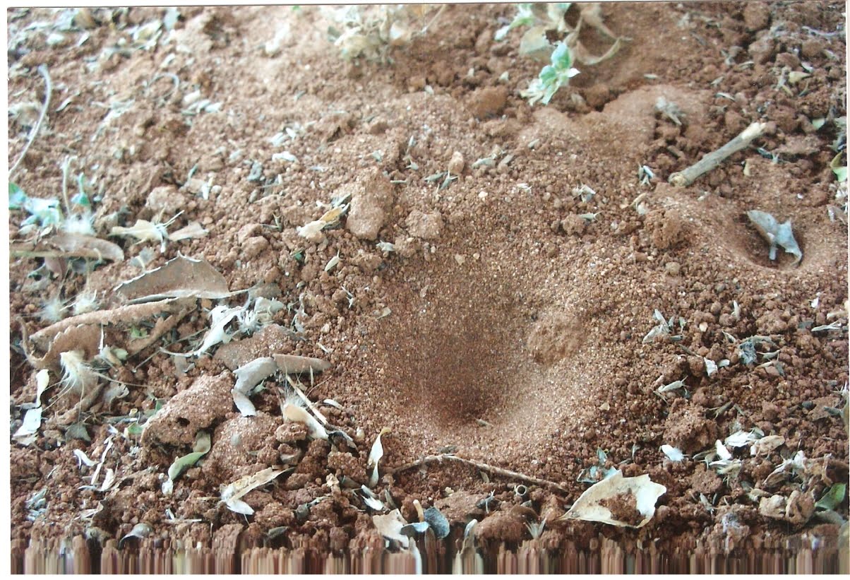 Discovering Life: An ant lion larvae