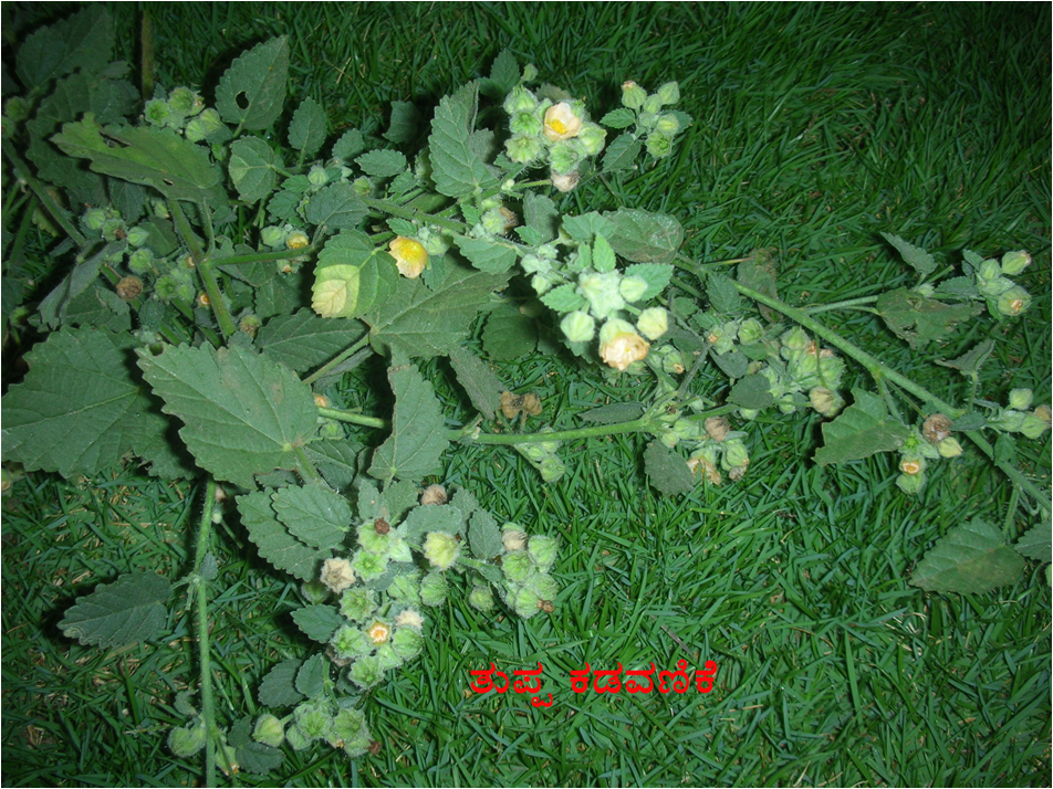 Discovering Life: Wonderful world of weeds....