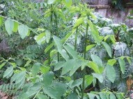 KAJIAN LUBAI: Tanaman katu