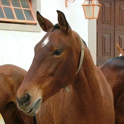 Le monde du Cheval: L'Alter réal