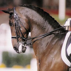 Le monde du Cheval: La bride