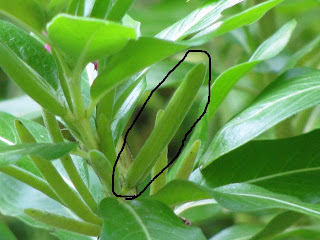 In the Garden: Vinca poop