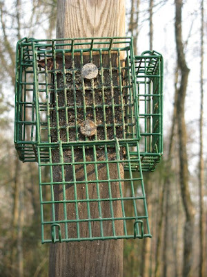 In the Garden: Squirrel proof Suet Cakes