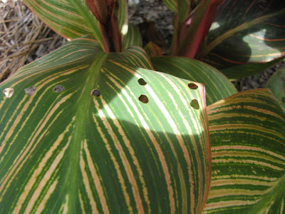 In the Garden: Canna Pest