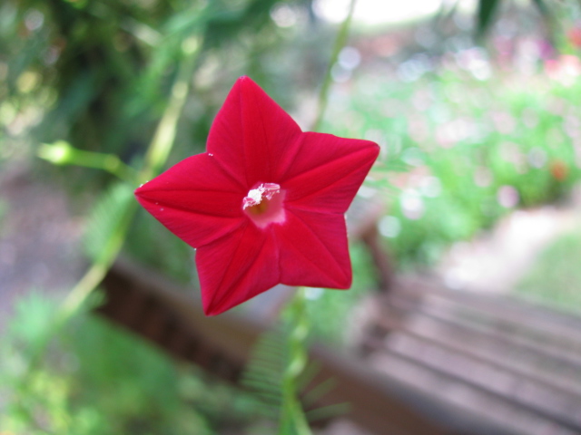 In the Garden: Moon Flower & Red Cousins