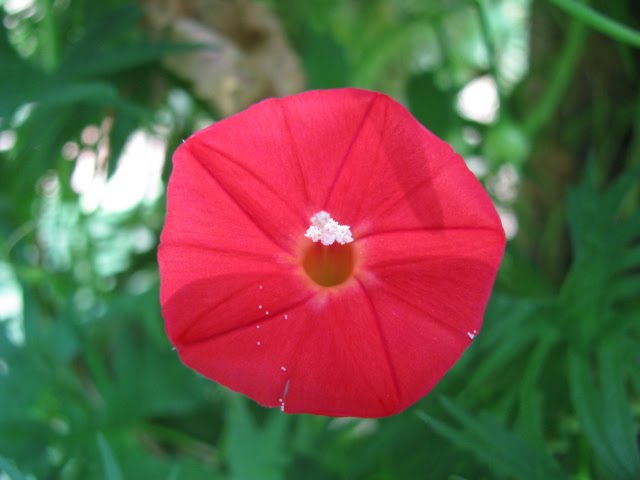 In the Garden: Moon Flower & Red Cousins