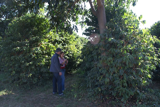 Village Chicken: Coffee: from field to cup