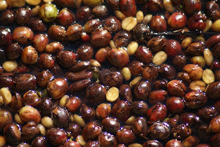 Village Chicken: Coffee: from field to cup