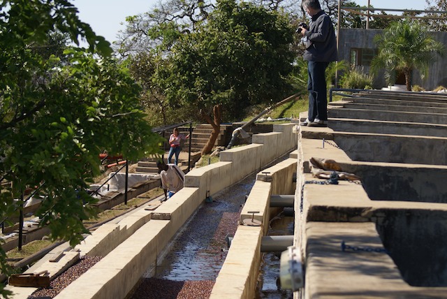 Village Chicken: Coffee: from field to cup