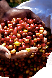 Village Chicken: Coffee: from field to cup