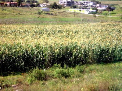 El Bable: El maíz, la celebración de Centéotl y Xilonen