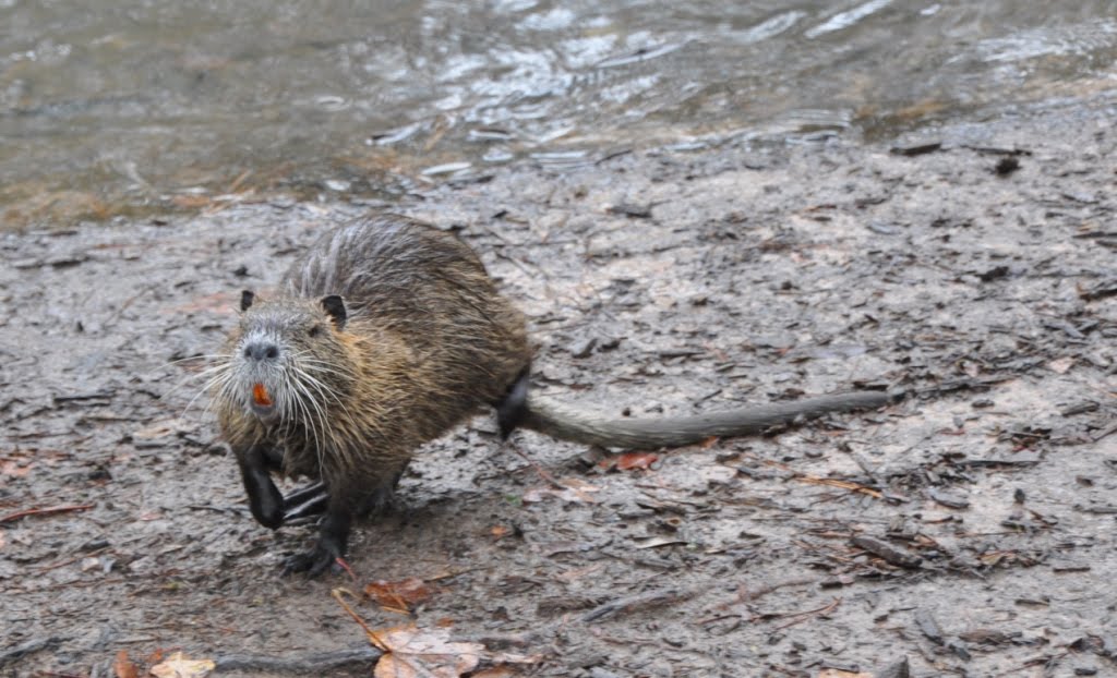 The Hellen Family: Nutria Rats