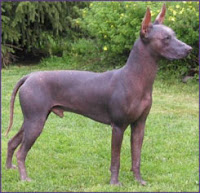 Spot's Corner: Xoloitzcuintli (Xolo) dogs
