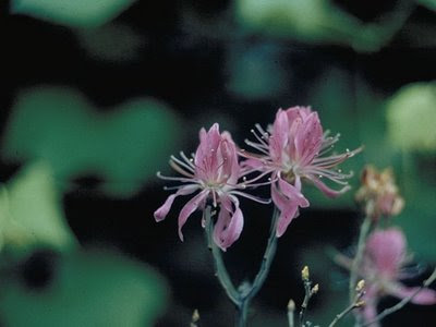 TERM PAPER SERVICE: ‘The Rhodora’ by Ralph Waldo Emerson: A Critical ...