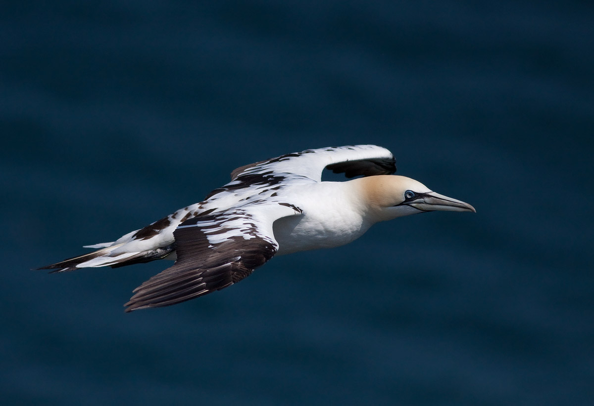 The Malvern Birder: RSPB Bempton Cliffs