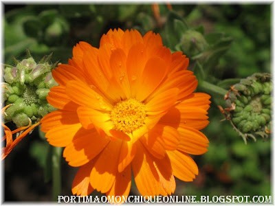 Fotografias: Flor "Maravilha"