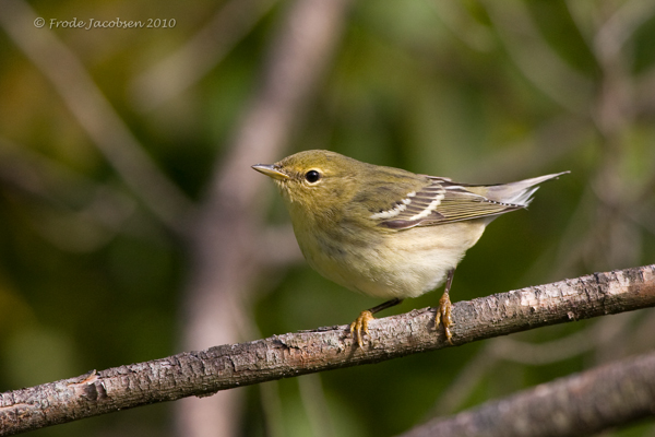Frode's Photoblog: Warbler migration still going strong