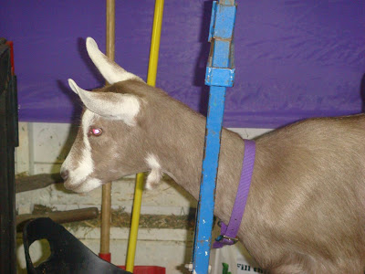 Egg Town: The Puyallup Fair - Goats (and a Sheep)