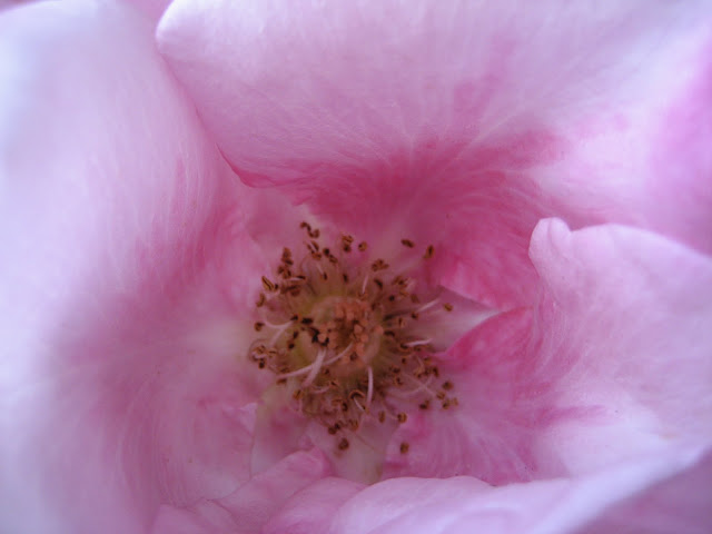 linenandlavender.blogspot.com: adorazione del fiore