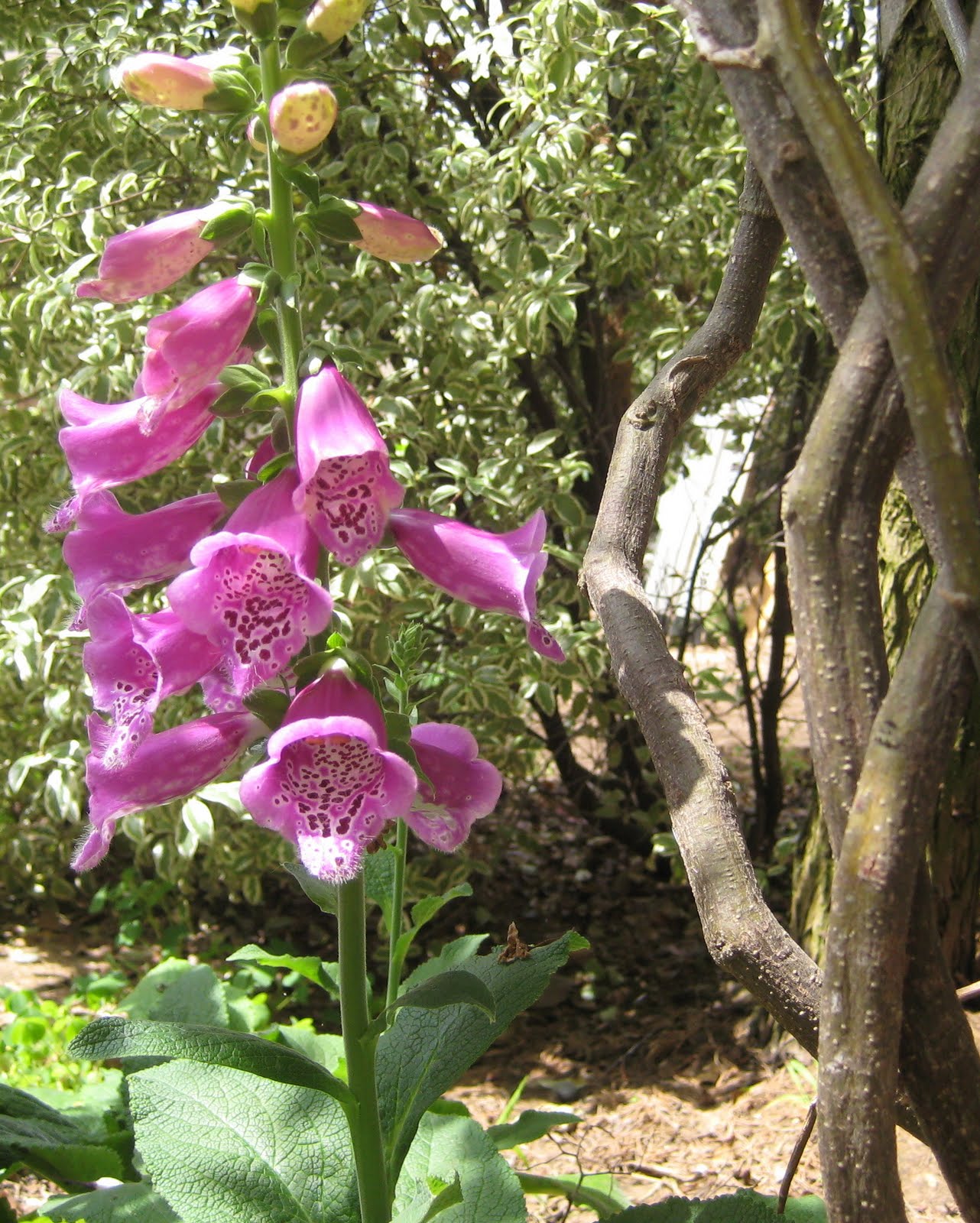 linenandlavender.blogspot.com: adorazione del fiore