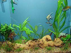 How to Decorate a Freshwater Fish Tank | STORY TO BE TOLD