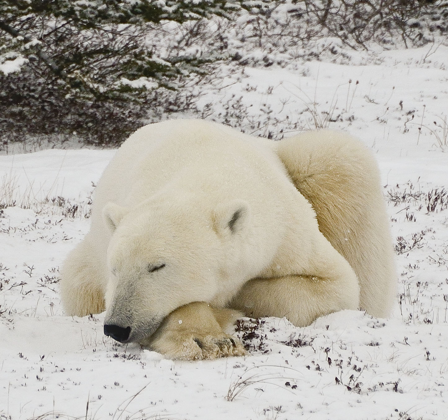 Marilyn's Blog: Churchill Manitoba Polar Bear Trip November 11, 2010