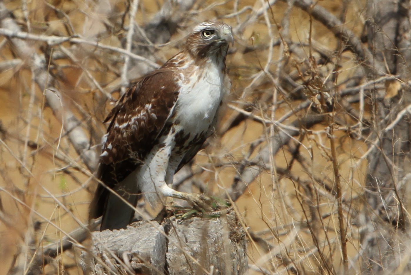 Calico's Nest: Western Meadowlark and Red-Tailed Hawk!