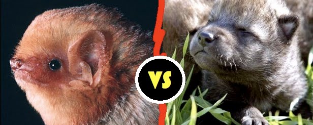 The House that Dripped Blog