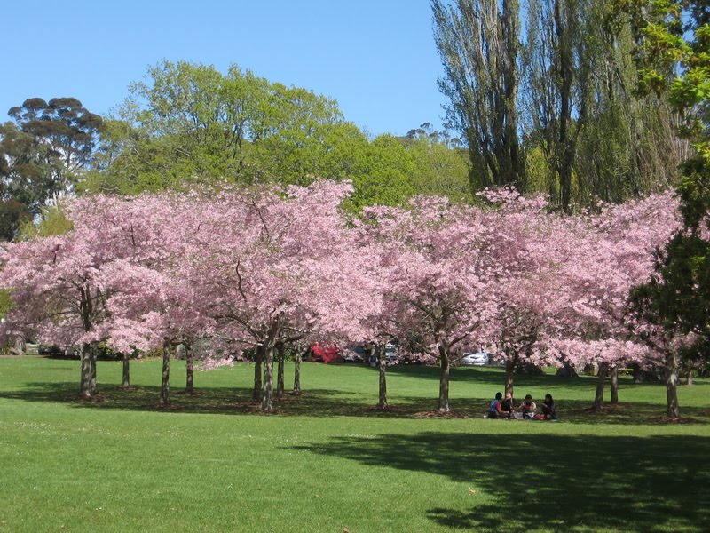 my walk with food and beautiful plants and flowers: Cherry trees,