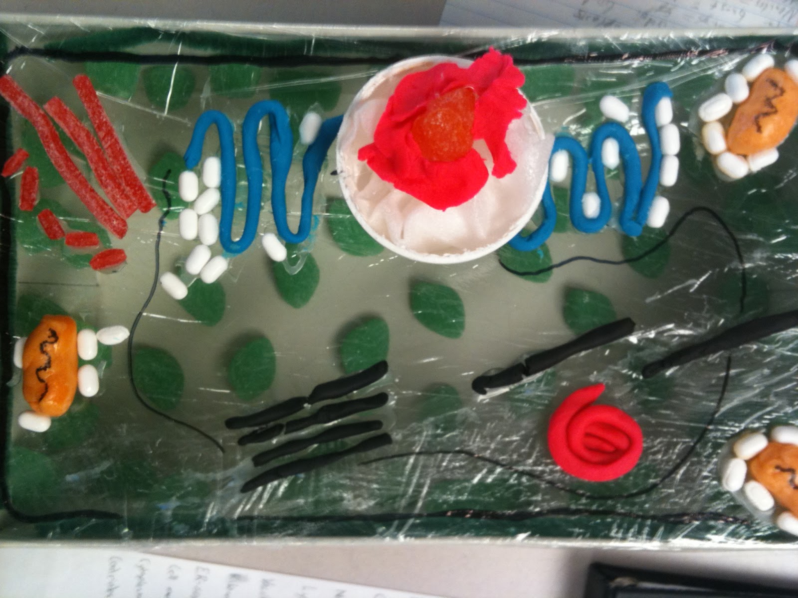 We Love Biology!: Cell Models!
