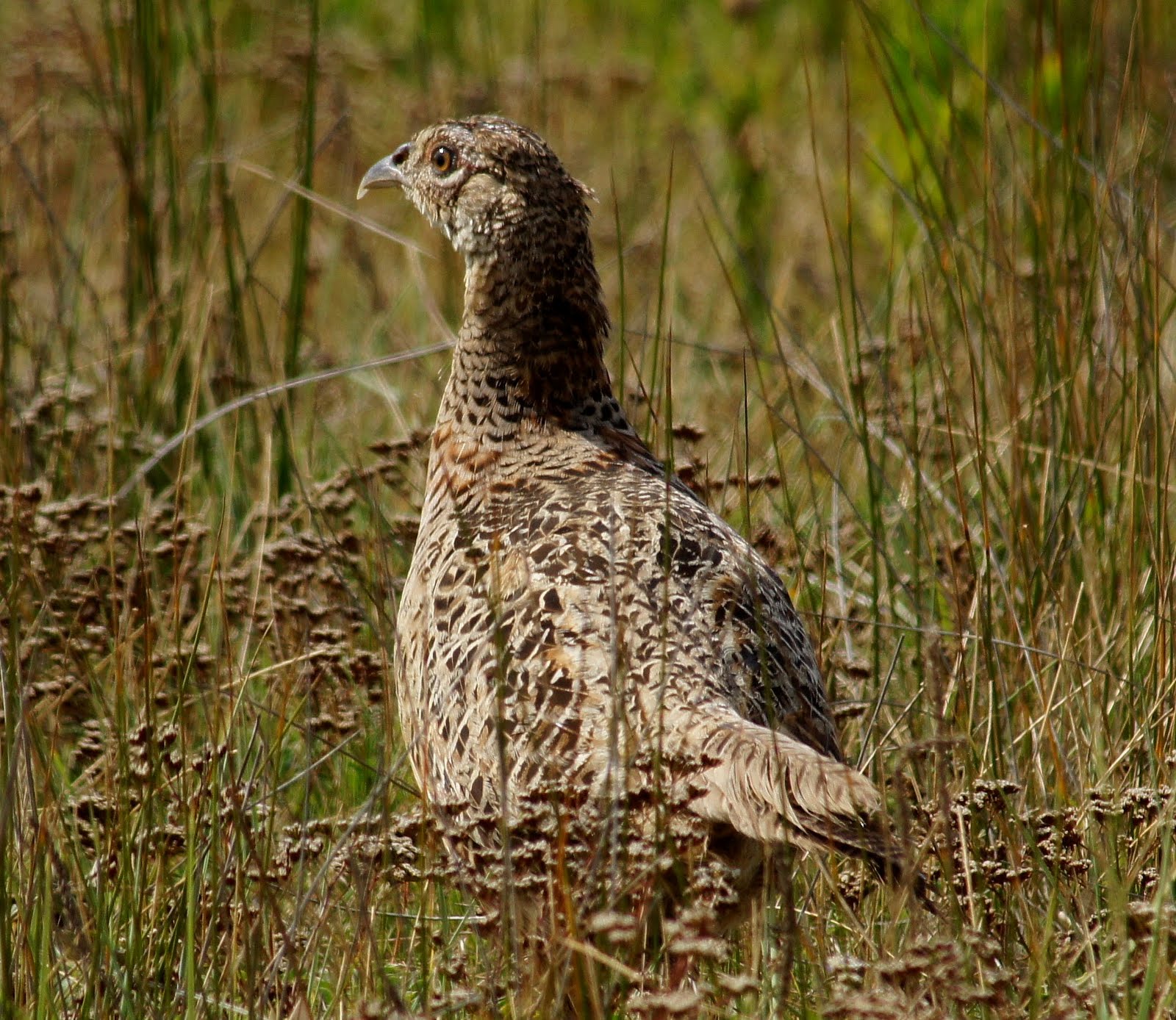 NO SIN MIS PRISMÁTICOS: FAISÁN VULGAR (Phasianus colchicus)