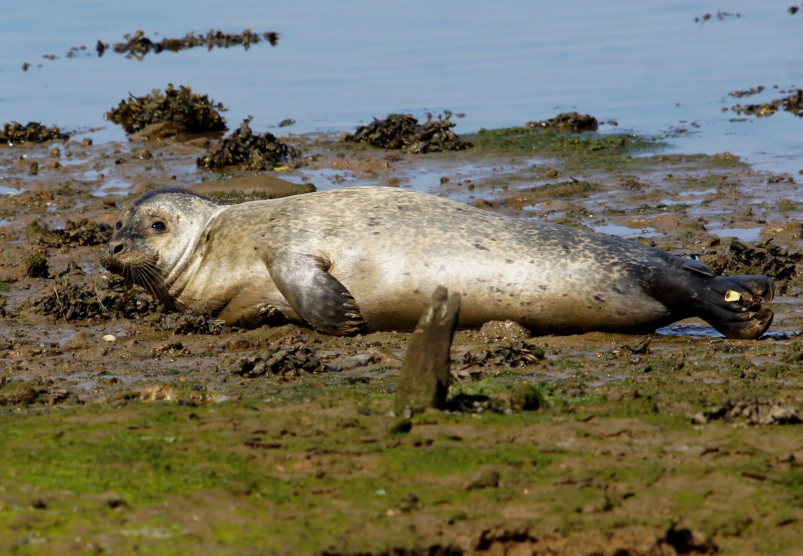 NO SIN MIS PRISMÁTICOS: FOCA MOTEADA (Phoca vitulina) EN ASTILLERO