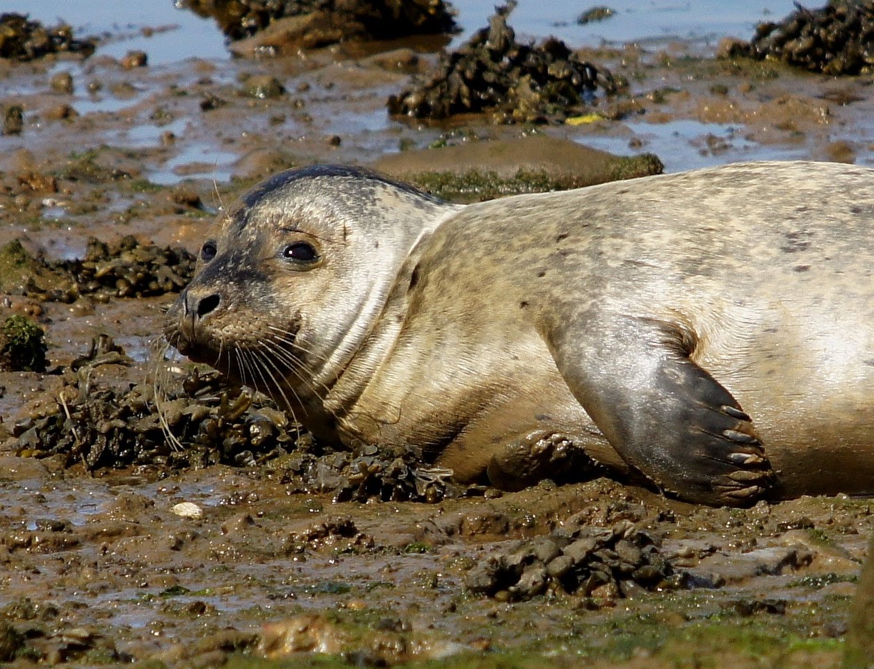 NO SIN MIS PRISMÁTICOS: FOCA MOTEADA (Phoca vitulina) EN ASTILLERO