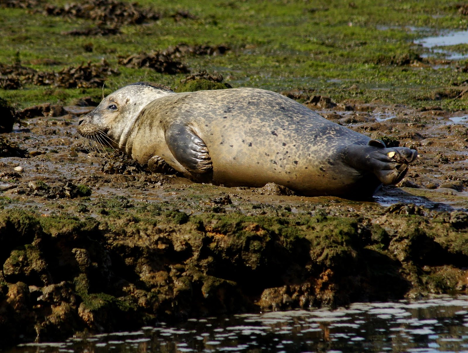 NO SIN MIS PRISMÁTICOS: FOCA MOTEADA (Phoca vitulina) EN ASTILLERO