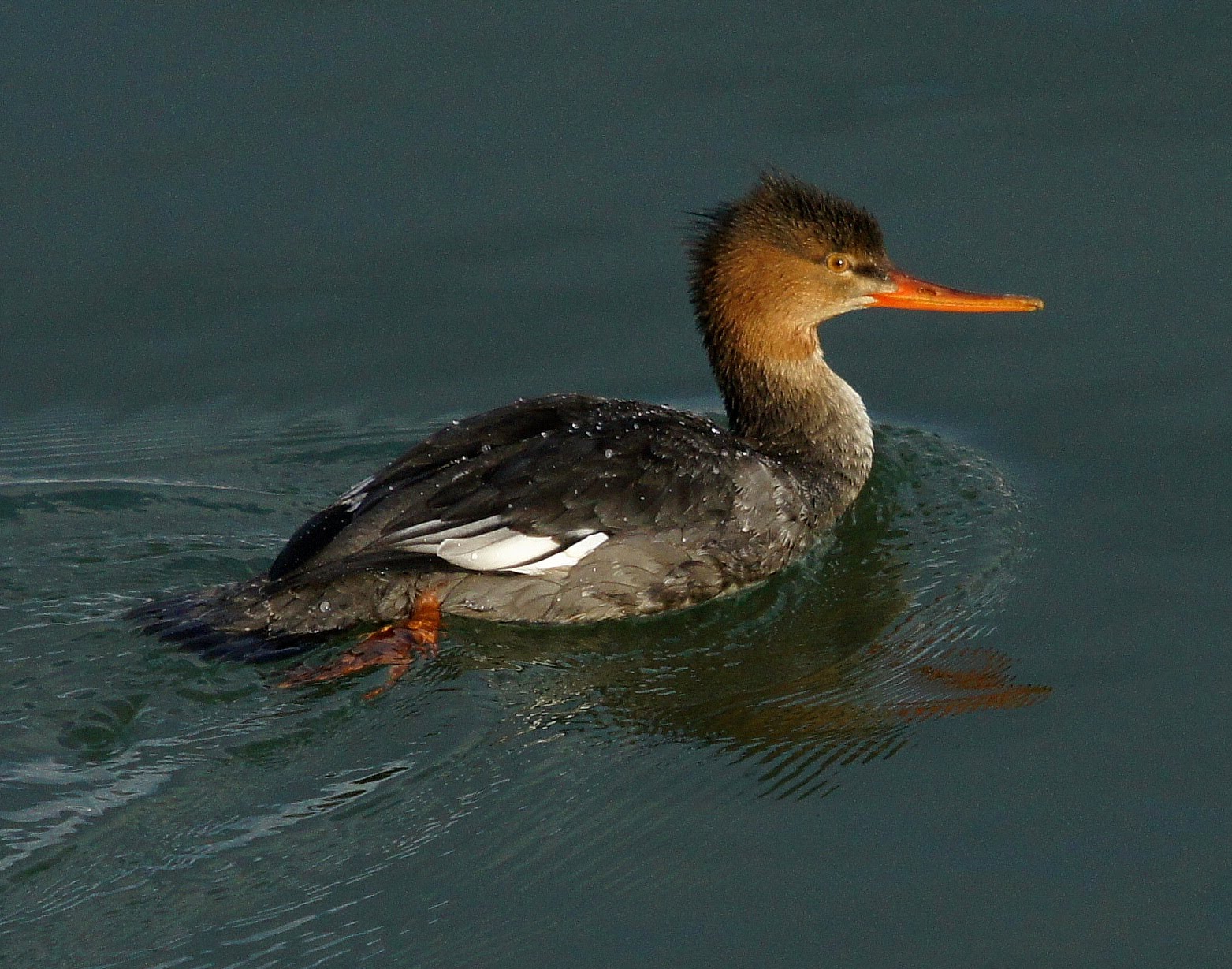 NO SIN MIS PRISMÁTICOS: SERRETA MEDIANA (Mergus serrator) EN RAOS
