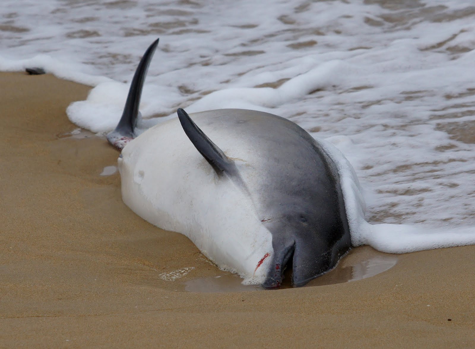 NO SIN MIS PRISMÁTICOS: MARSOPA (Phocooena phocoena)