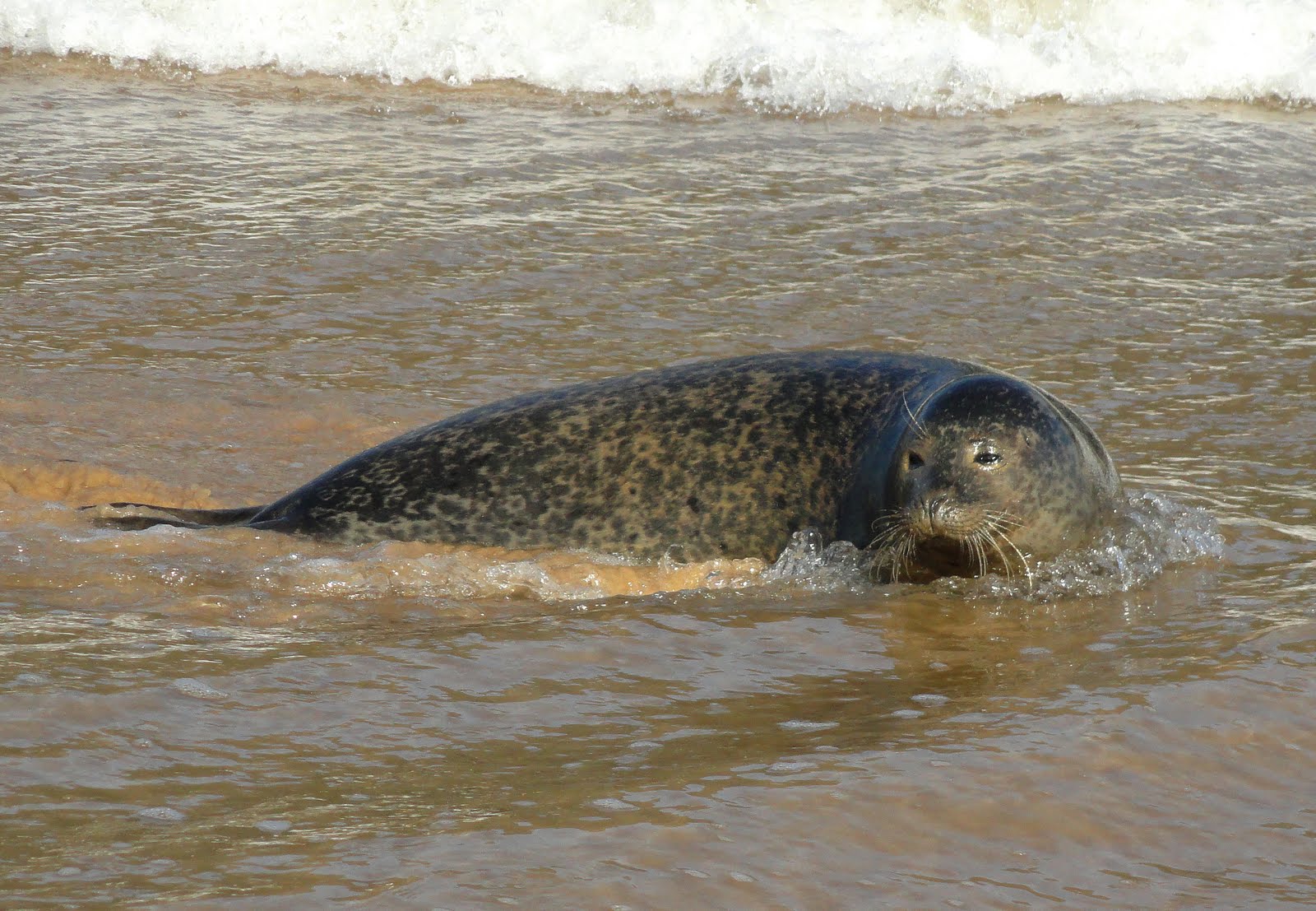 NO SIN MIS PRISMÁTICOS: FOCA COMÚN EN LAREDO