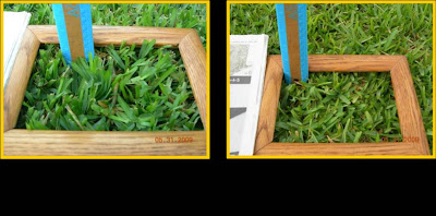 Bulletproof Lawn Success: What do we mean by Surge Growth?