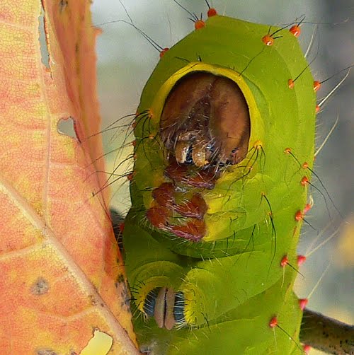 ellehermansen: The Very Hungry Caterpillar! (Antheraea Polyphemus Moth ...