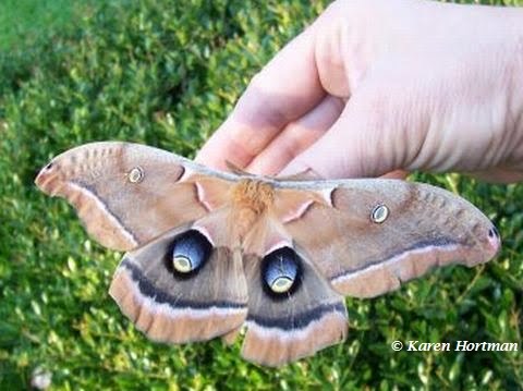 ellehermansen: The Very Hungry Caterpillar! (Antheraea Polyphemus Moth ...