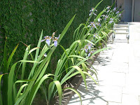 Neomarica Caerulea - Falsa Íris Azul