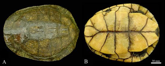 Testudines: Zoologia dos Testudines
