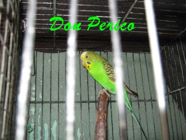 Don Perico: Periquito Australiano - Verde