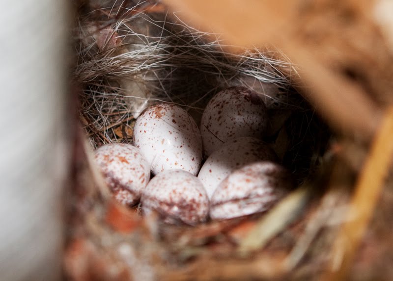 Baby Wrens - Mother Nature's Son