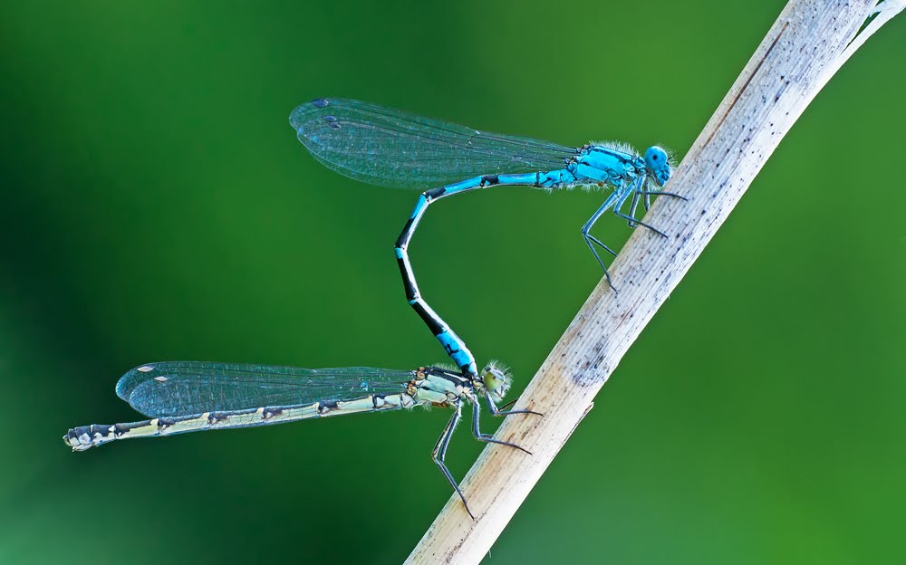 Bare naturfoto: Libeller og Vannymfer ved Farris