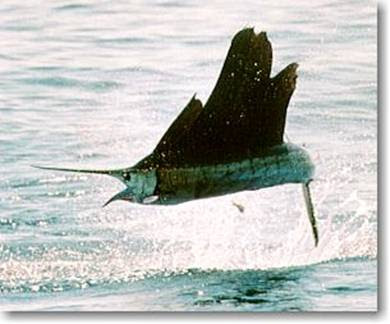 Memancing @ Fishing: Ikan Layaran