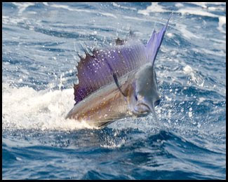 Memancing @ Fishing: Ikan Layaran