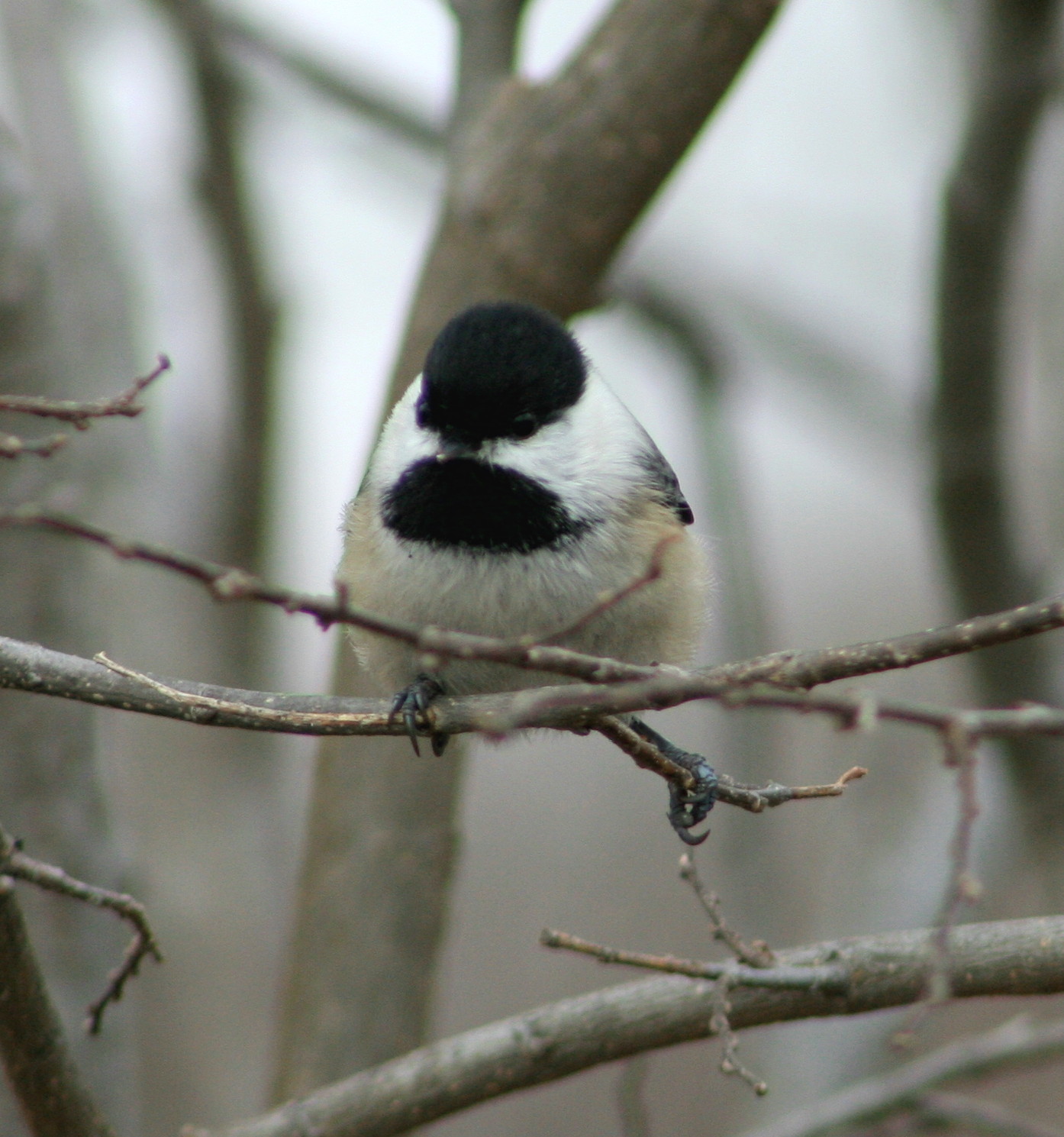 'Burg Birder: To The Tip! Point Pelee Birding