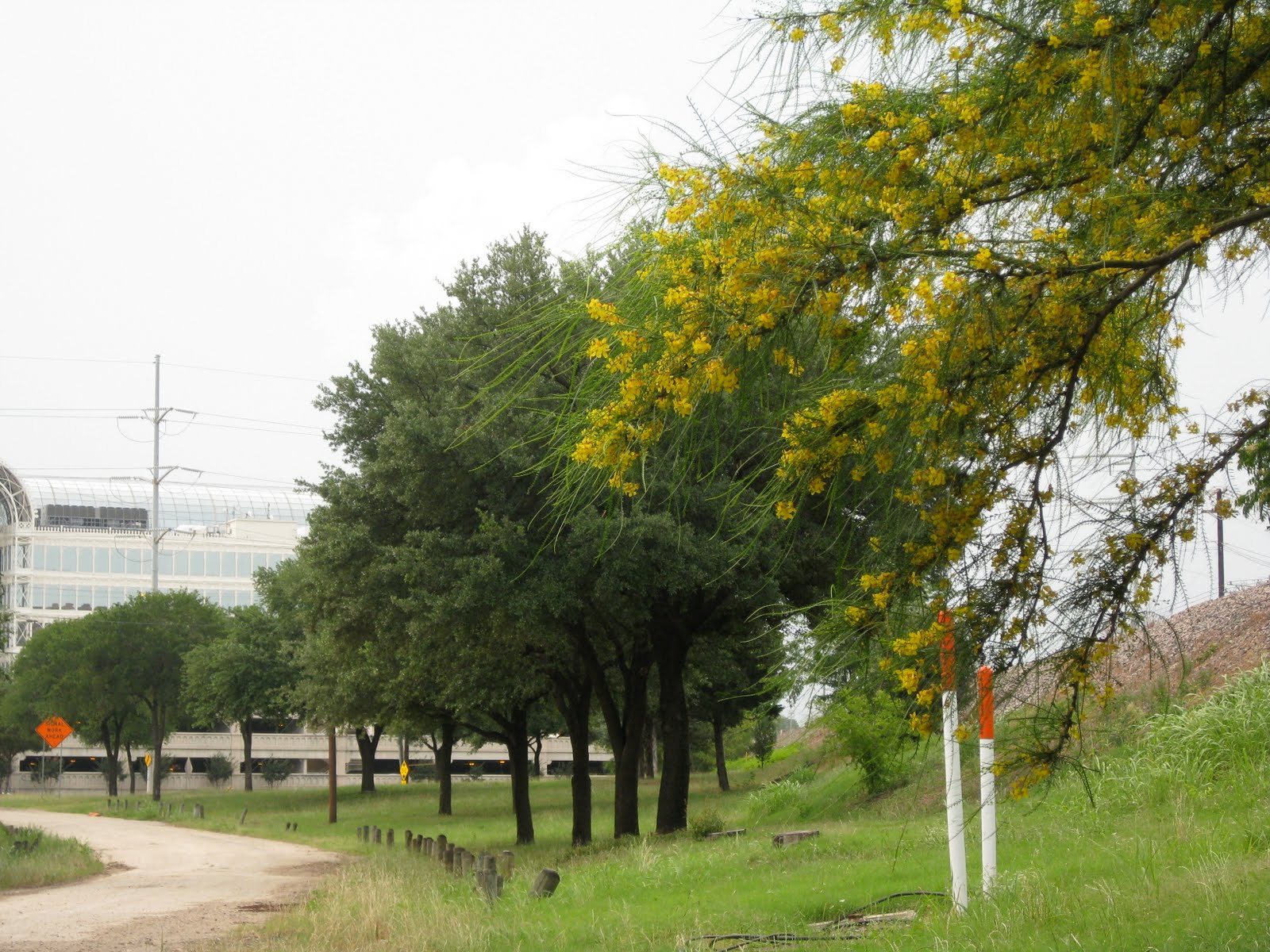 Houses Gardens People: Tree Stalker: A Jerusalem Thorn Blooms Near The ...