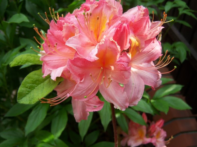 Virginia: AZALIE w moim ogródku